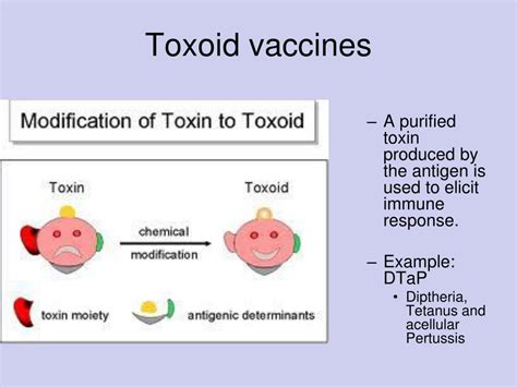 Ppt Making Vaccines Powerpoint Presentation Free Download Id2244233