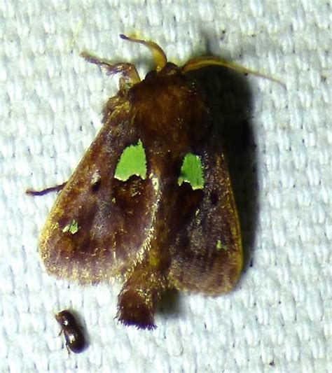 Euclea Delphinii Bugguide Net