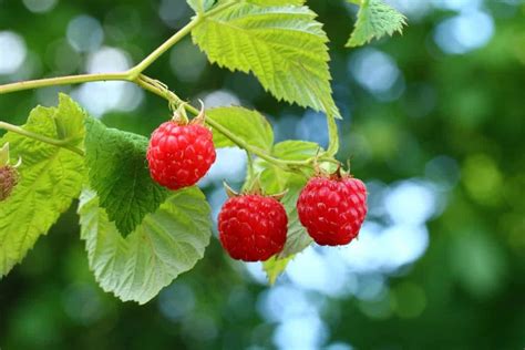 Best Fertilizer For Raspberry Plants Homemade Natural Organic Compost And Schedule
