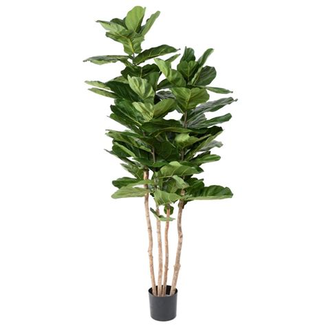 Luxusní Umělý Strom Ficus Lyrata Multi Gf 210cm