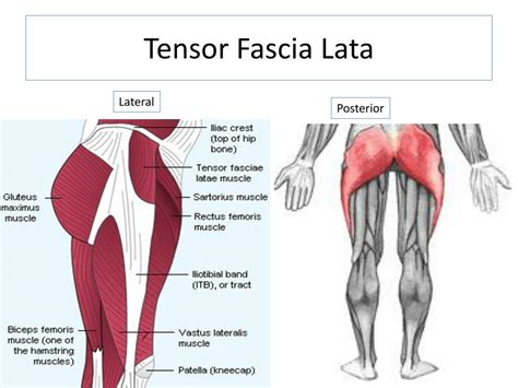 Ppt Muscles Of The Gluteal Region Powerpoint Presentation Free