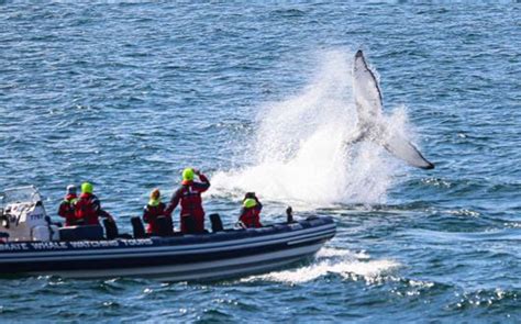 Whale Watching Tour From Dalvik Arctic Adventures