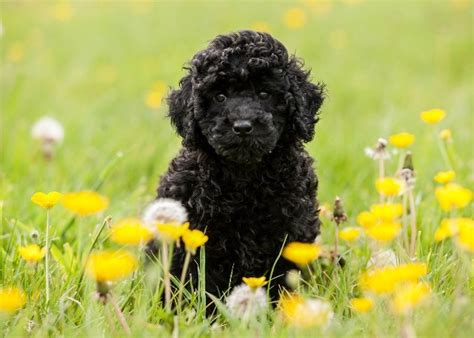 Tasha This Adorable Little Black Miniature Poodle Is Tasha One Of The