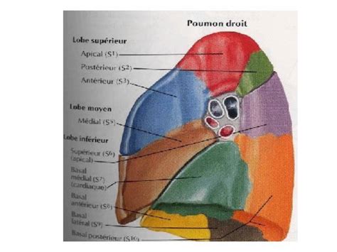 Anatomie Poumons Et Plèvres Youtube