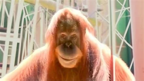 Orangotango Youtube