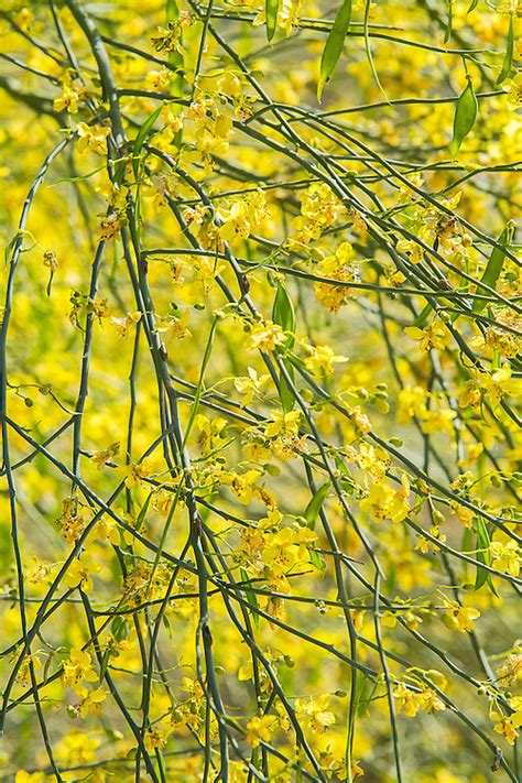 Blue Palo Verde