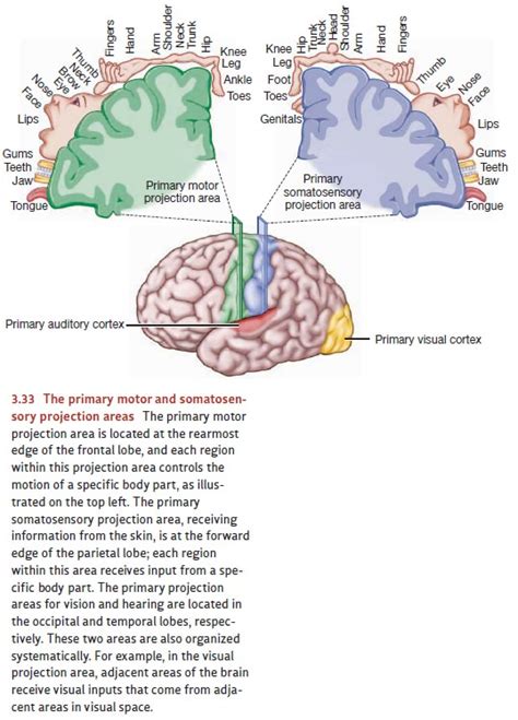 The Cerebral Cortex Projection Areas The Cerebral Cortex Projection Areas