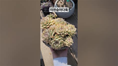 이천승아다육😘온라인 다육판매😎01031872821 간편한 문자주문 빠른배송 친절한 전화상담 5만원이상 무료배송 다육이 다육식물 다육판매 Youtube