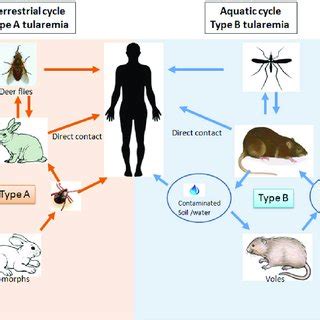 Transmission Of Tularemia To Human By Ticks And The Life Cycle Of