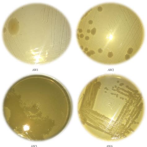 Figure 1 From Isolation And Characterization Of Thermophilic Bacteria From Zharkent Geothermal