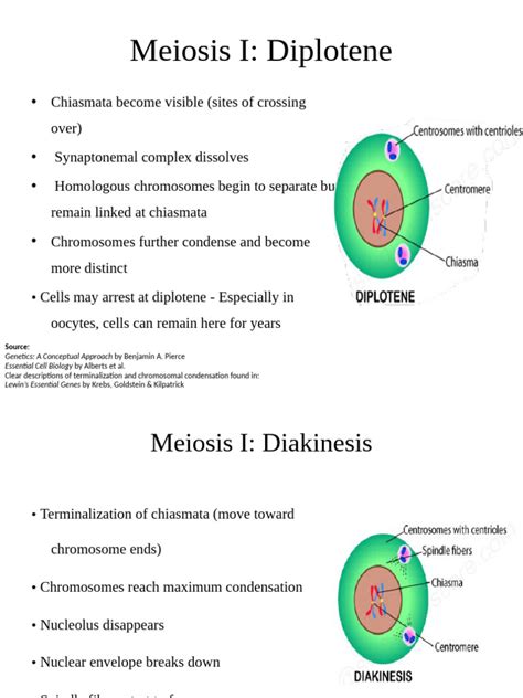 Meiosis Stages Diplotene To Anaphasei Pdf