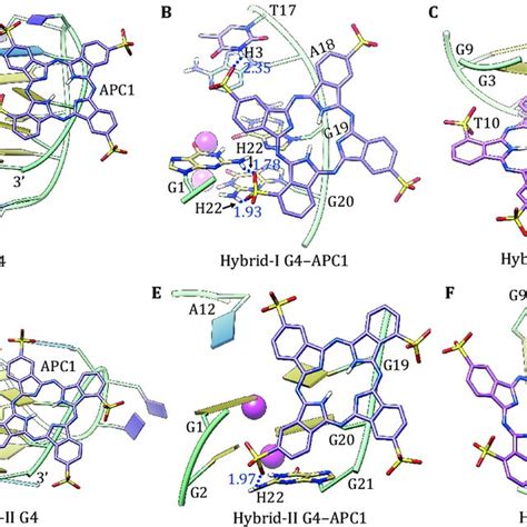 Binding Conformations Of Apc With Telomere Hybrid I And Hybrid Ii G4s Download Scientific