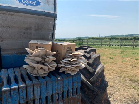 Englandsfinestmushrooms Gourmetmushrooms Mushroomfarming Mushroomcultivation Mycology