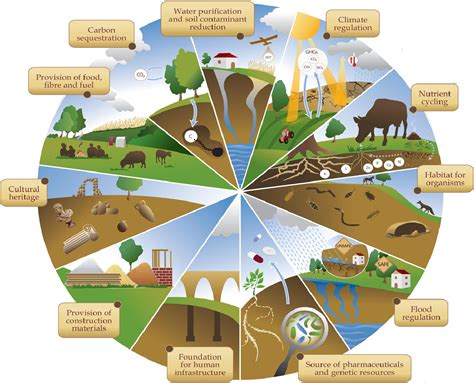 Understanding Soil Carbon