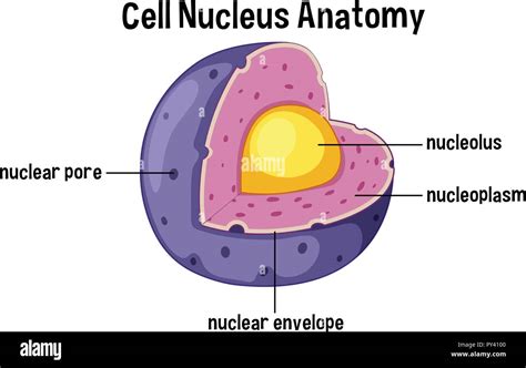 DIAGRAM Cell Nucleolus Diagram MYDIAGRAM ONLINE