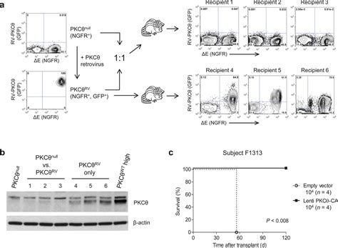 Notch1 Promotes T Cell Leukemia Initiating Activity By Runx Mediated Regulation Of Pkc θ And