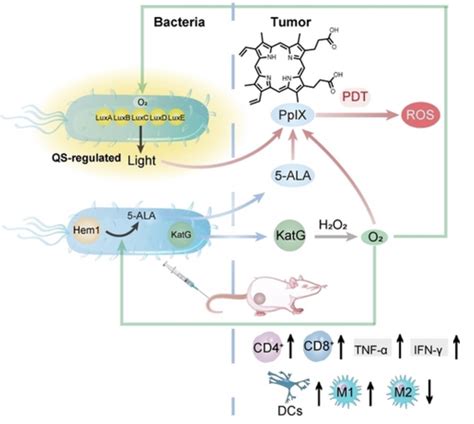 A Microrobotic System Based On Engineered Bacte