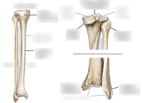 Tibia And Fibula Diagram Quizlet Tibia And Fibula Diagram Quizlet