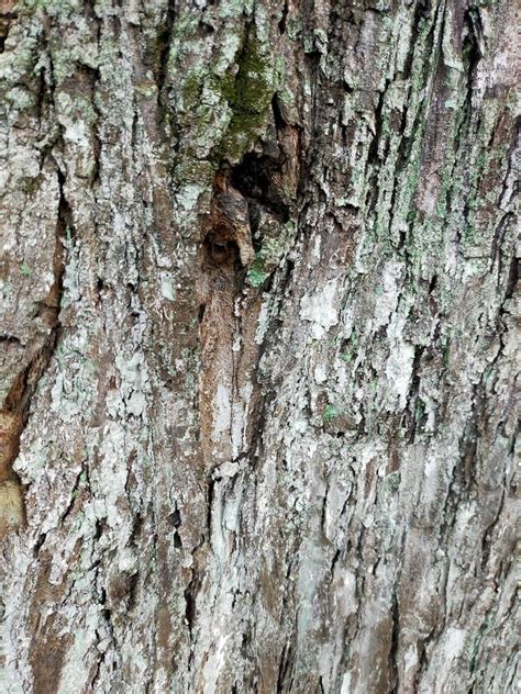 The Beauty Of The Hard Textured Bark Of The Mahogany Tree Or Swietenia