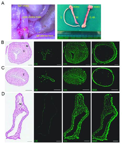 Isolation And Characterization Of The Entire Rat Endometrium A The Download Scientific