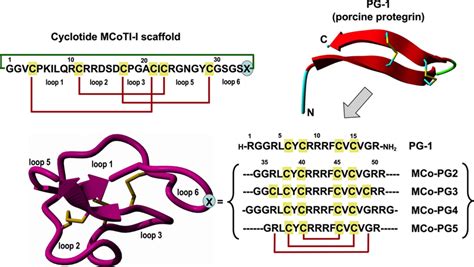 Engineered Cyclotides With Potent Broad In Vitro And In Vivo
