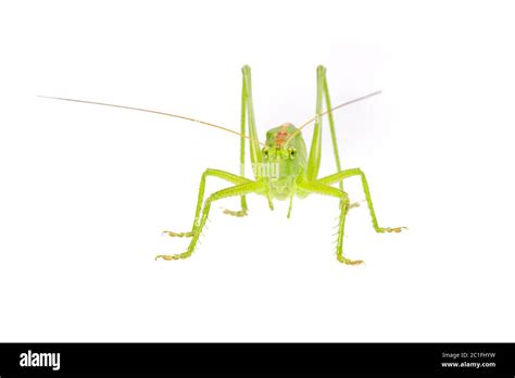 Huge Grasshopper Cut Out Stock Images And Pictures Alamy