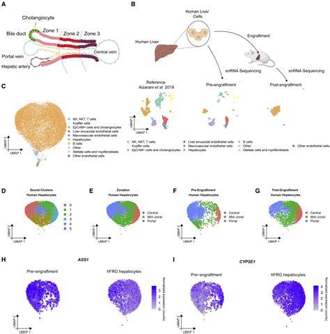 Humanized Mouse Model Liver Disease At Bessie Hill Blog
