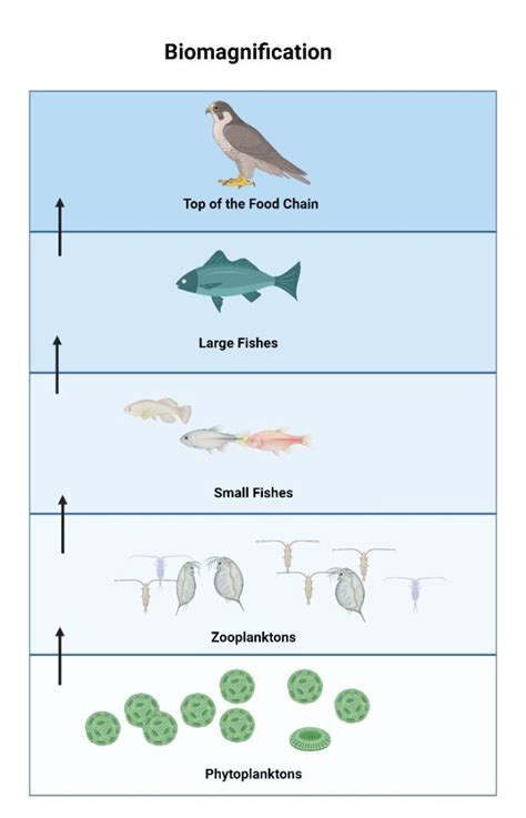 Biological Magnification Definition Causes Effects Biology Notes Online