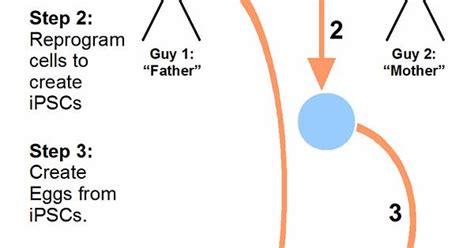 Thanks To Stem Cell Research Same Sex Couples Will Eventually Be Able