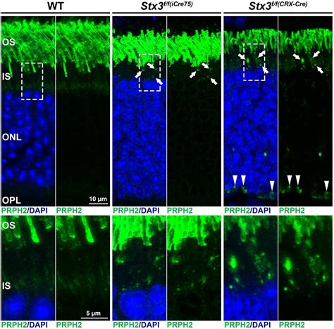 Frontiers The Role Of Syntaxins In Retinal Function And Health