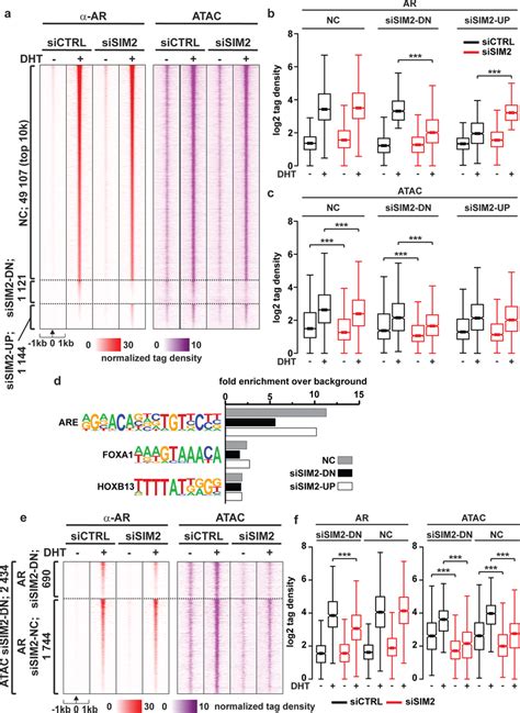 silencing of sim2 alters binding of ar to chromatin at more than two