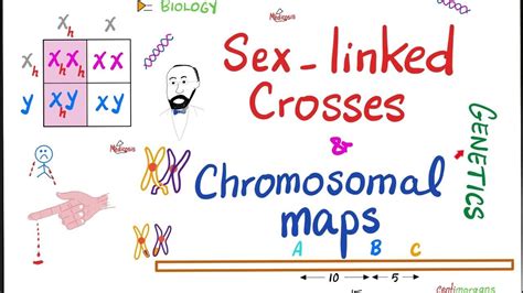 sex linked crosses and gene maps biology youtube