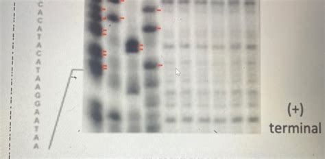 solved you want to identify the dna binding site of a