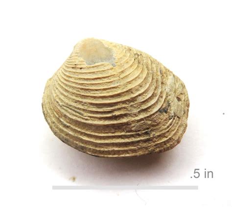 Bivalve Astartella Vera Member Collections The Fossil Forum