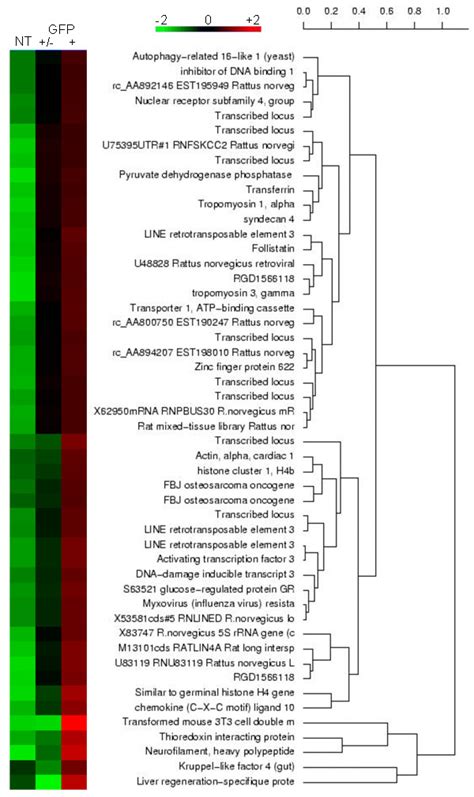 Hierarchical Clustering Of Differently Expressed Transcripts In