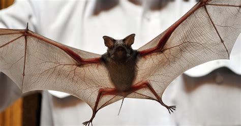 Impresionante Nueva Especie De Murciélago Descubierta En Colombia
