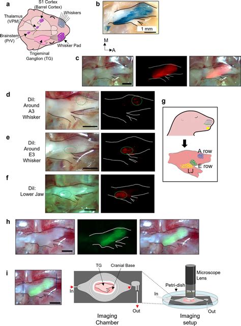 Identification Of Whisker Innervating Region In Intact Tg Ex Vivo A