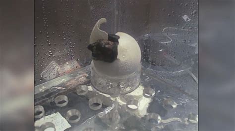 Timelapse Video Shows Hatching Of Loggerhead Turtle Video ABC News