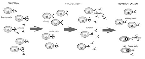 Clonal Selection Rys 2 Selekcja Klonalna Download Scientific Diagram