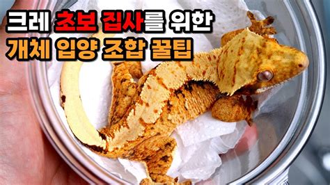 초보 크레 집사들 주목 아무 개체나 이쁘다고 데려가시면 안됩니다 Youtube