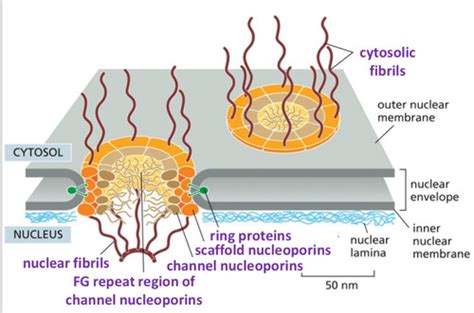 Lecture 10 Protein Sorting Flashcards Quizlet