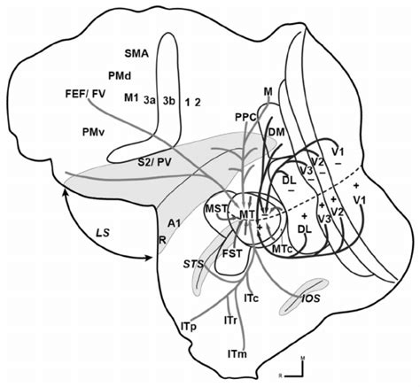 Summary Of Corticocortical Projections To Mt Download Scientific Diagram