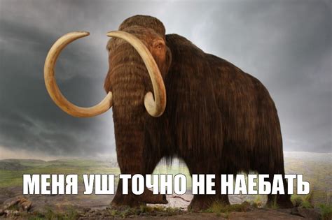 Мем: "МЕНЯ УШ ТОЧНО НЕ НАЕБАТЬ" - Все шаблоны - Meme-arsenal.com