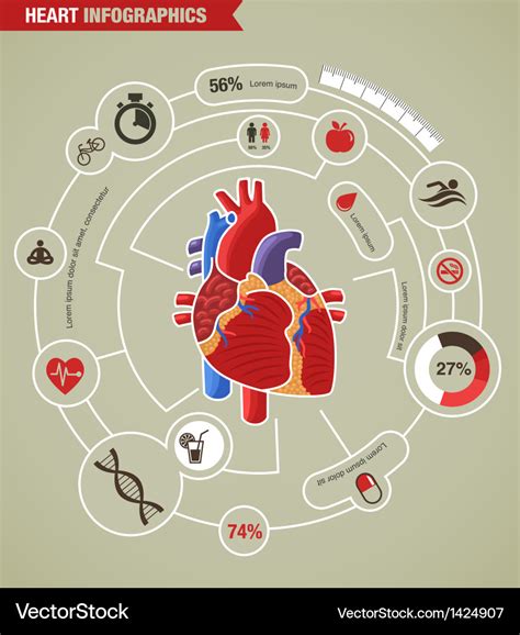 Heart Health Infographic Anatomy And Disease Vector Image