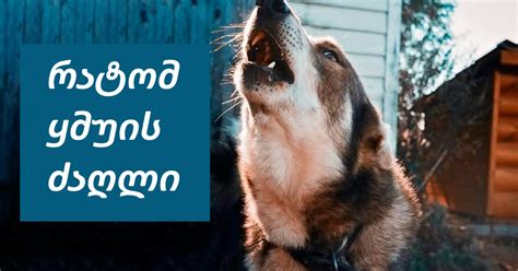 რას უნდა მიაქციოთ ყურადღება თუ ძაღლი ძალიან დიდხანს ყმუის ეს არ არის შემთხვევითობა რჩევები