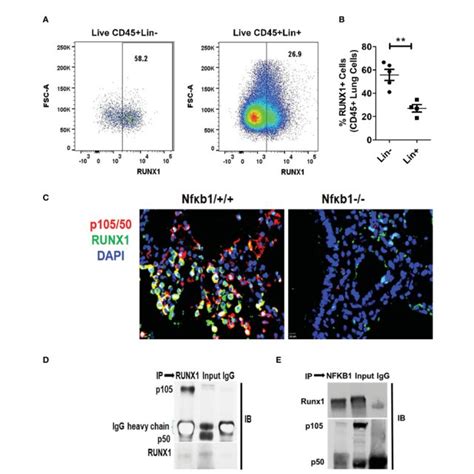 Runx1 Expression In Ilcs And Heterodimerization With Nfkb1 A B The