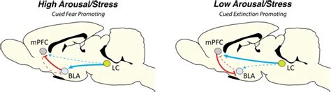 Noradrenergic Modulation Of Fear Conditioning And Extinction Pmc