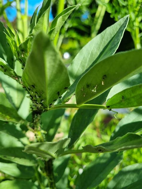 Identifying And Dealing With Pests On Broad Beans Melbourne Vic R