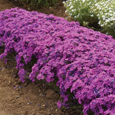 Mounding Phlox Ppaf Phlox Hybrida Candy Cloud™ Dark Pink From Swift Greenhouses