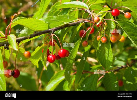 Cherry Tree With Small Cherries At Kimberly Betts Blog